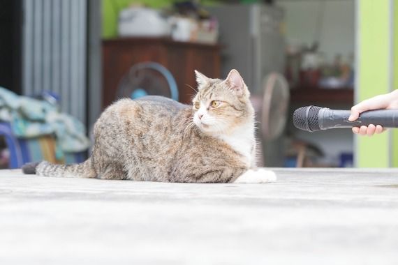 On va appeler un chat, un chat - Les Affaires