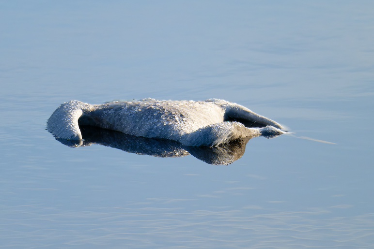 Grippe aviaire 2026: le prochain choc invisible ? - Les Affaires