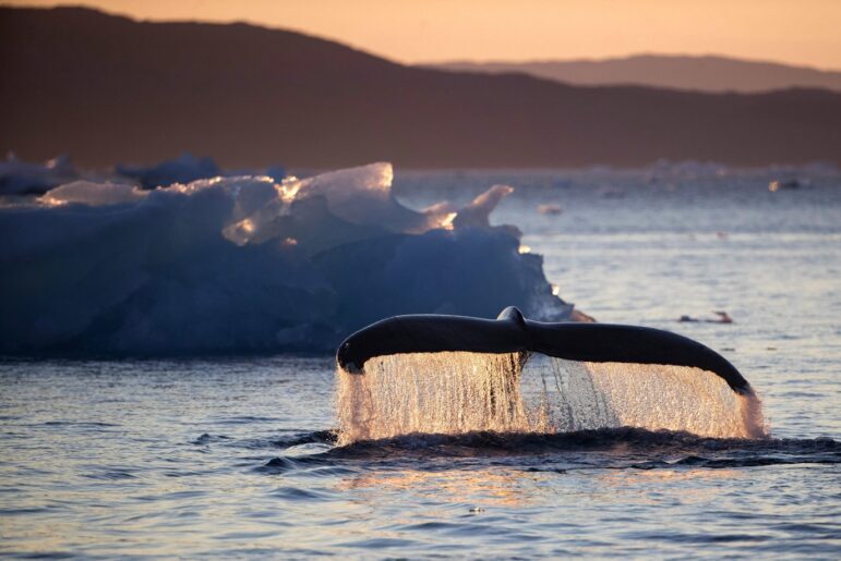 Whale Seeker reçoit une distinction pour son usage de l'IA - Les Affaires